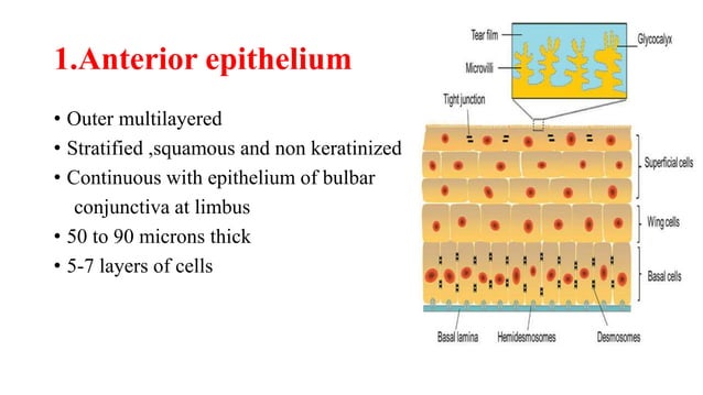 Corneal anatomy and anatomy of limbus ! | PPTX | Eye and Vision ...