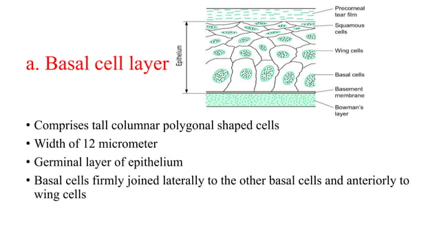 Corneal anatomy and anatomy of limbus ! | PPTX | Eye and Vision ...