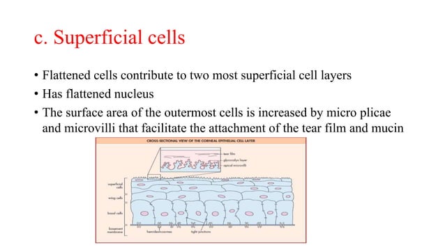 Corneal anatomy and anatomy of limbus ! | PPTX | Eye and Vision ...