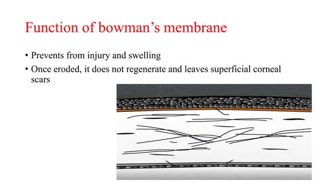 Corneal anatomy and anatomy of limbus ! | PPTX | Eye and Vision ...