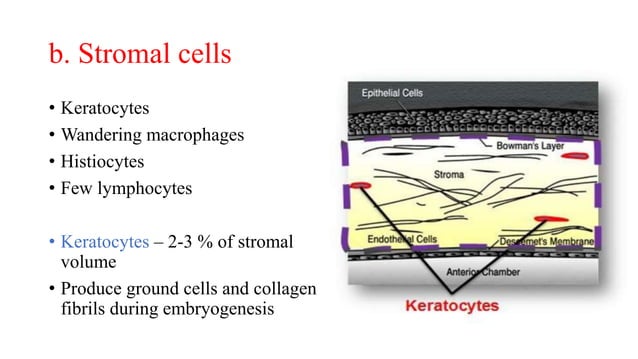 Corneal anatomy and anatomy of limbus ! | PPTX | Eye and Vision ...
