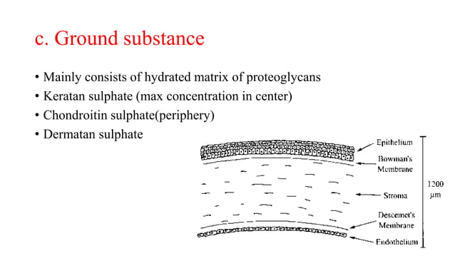 Corneal anatomy and anatomy of limbus ! | PPTX | Eye and Vision ...