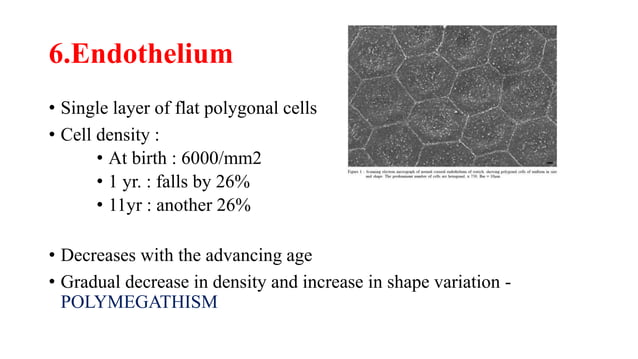 Corneal anatomy and anatomy of limbus ! | PPTX | Eye and Vision ...