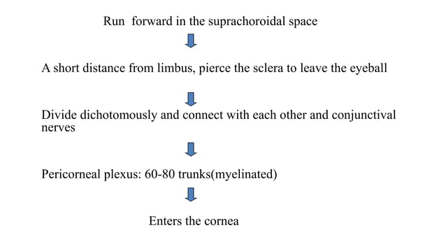 Corneal anatomy and anatomy of limbus ! | PPTX | Eye and Vision ...