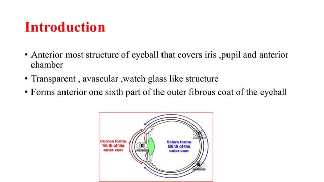 Corneal anatomy and anatomy of limbus ! | PPTX | Eye and Vision ...