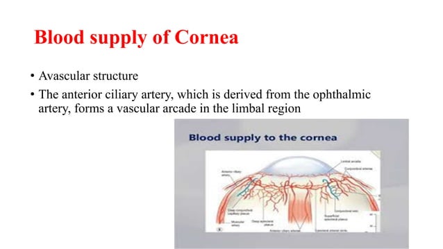 Corneal anatomy and anatomy of limbus ! | PPTX | Eye and Vision ...