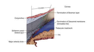 Corneal anatomy and anatomy of limbus ! | PPTX