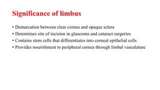 Corneal anatomy and anatomy of limbus ! | PPTX