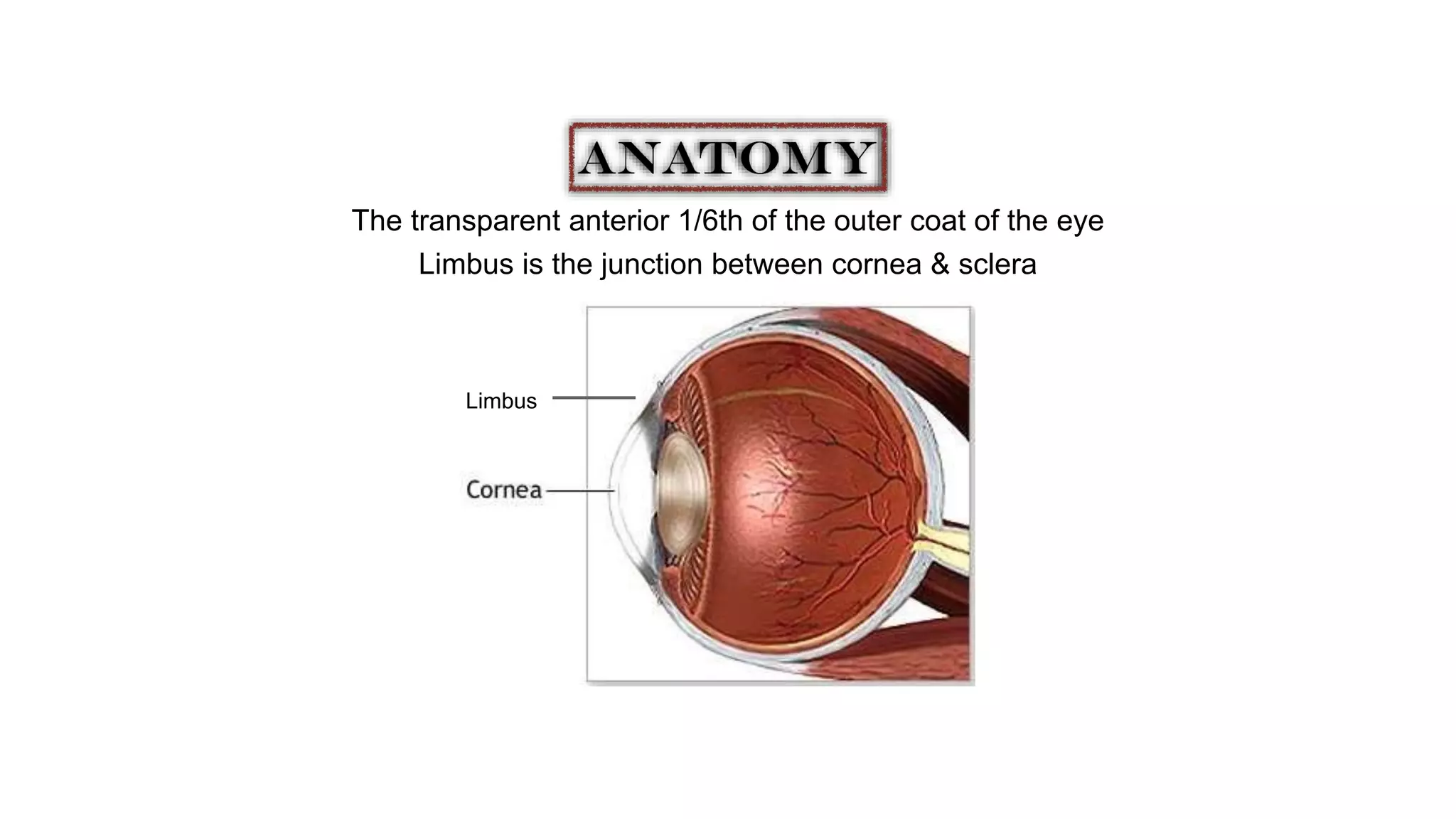 Cornea integrated.pptx | Eye and Vision Conditions | Diseases and ...