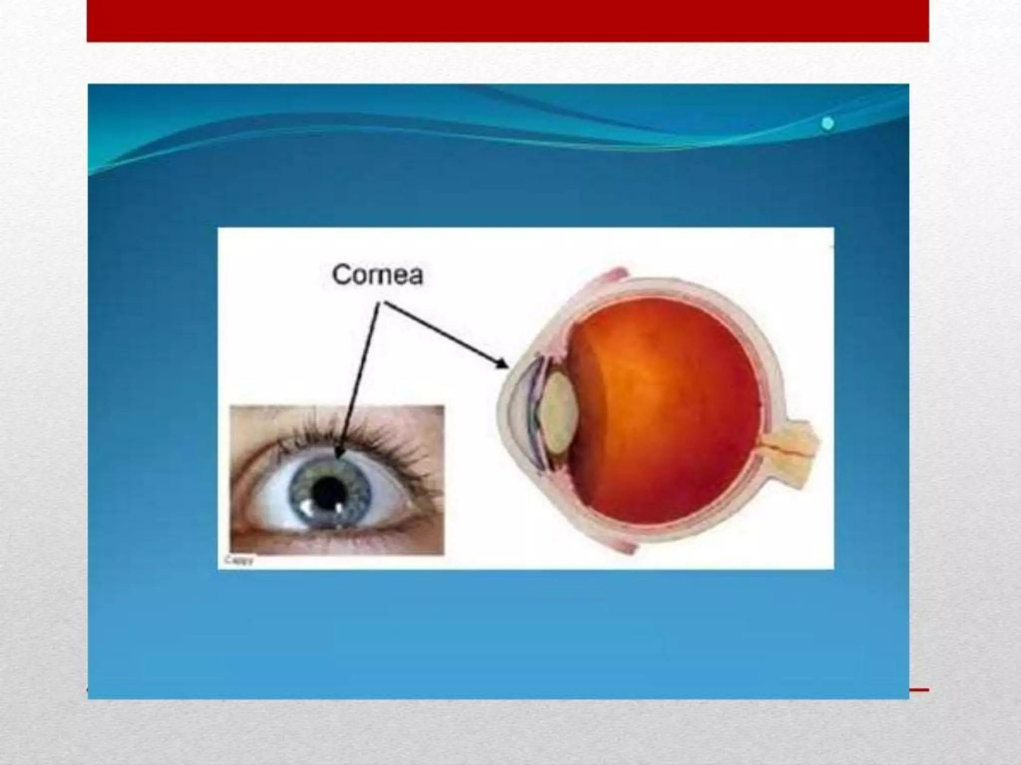 corneal-transparency-1.pptx