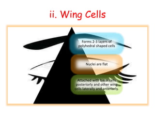 Corneal anatomy ......arya | Eye and Vision Conditions | Diseases and ...
