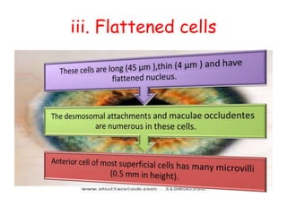 Corneal anatomy ......arya | Eye and Vision Conditions | Diseases and ...