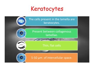 Corneal anatomy ......arya | Eye and Vision Conditions | Diseases and ...