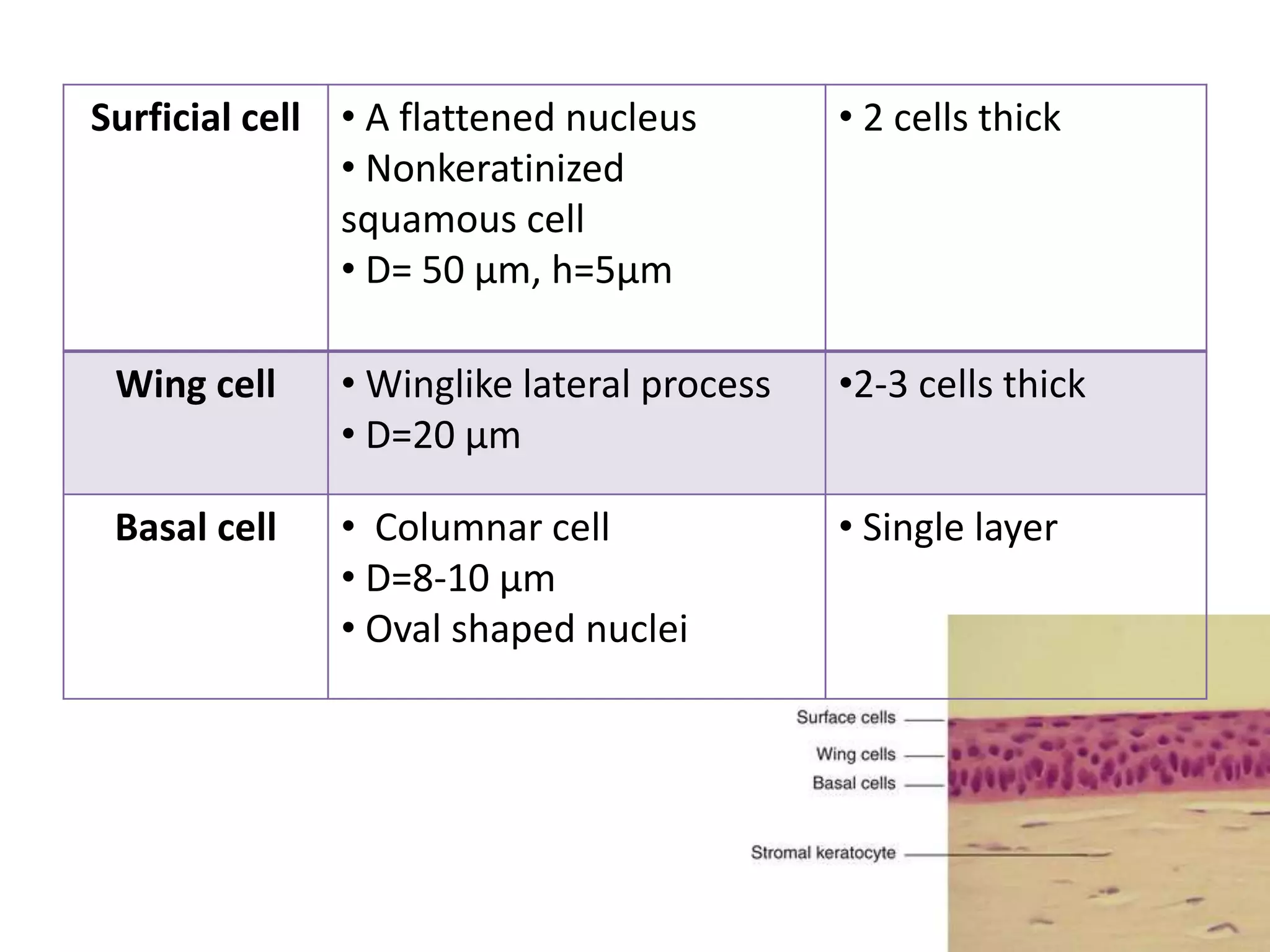 Corneal anatomy | PPTX