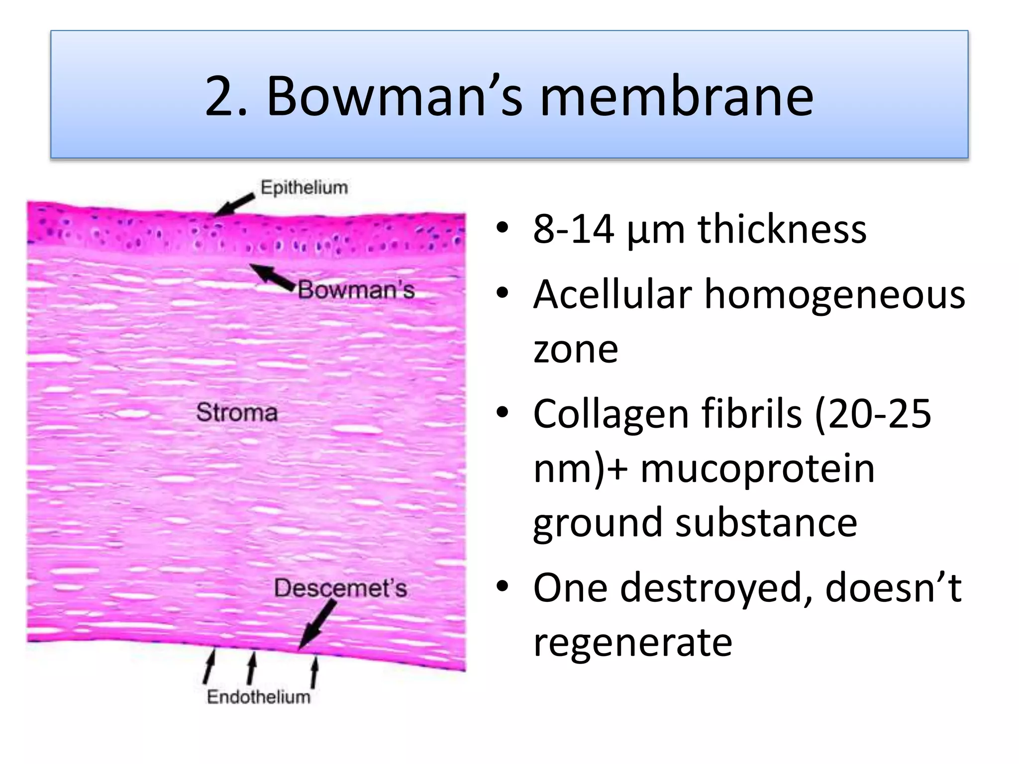 Corneal anatomy | PPT