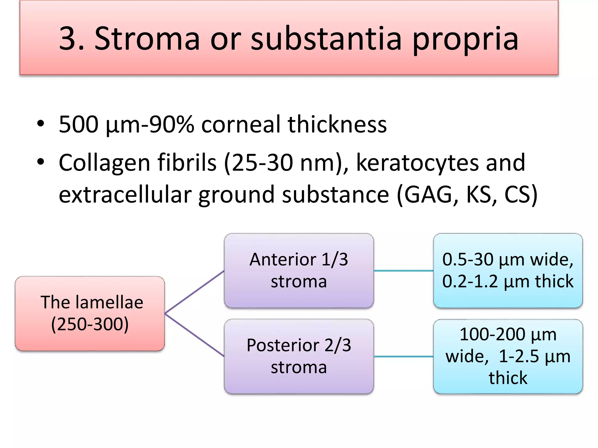 Corneal anatomy | PPTX