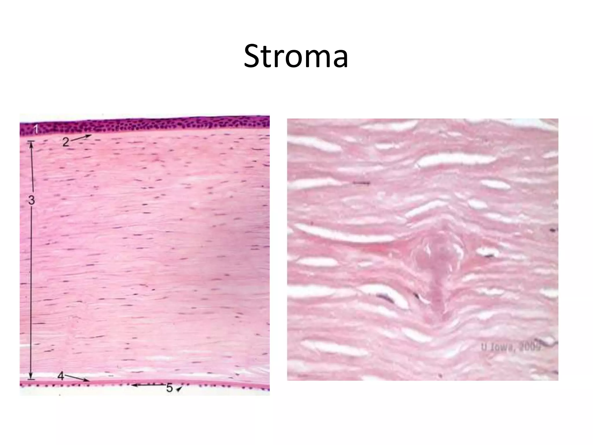 Corneal anatomy | PPTX