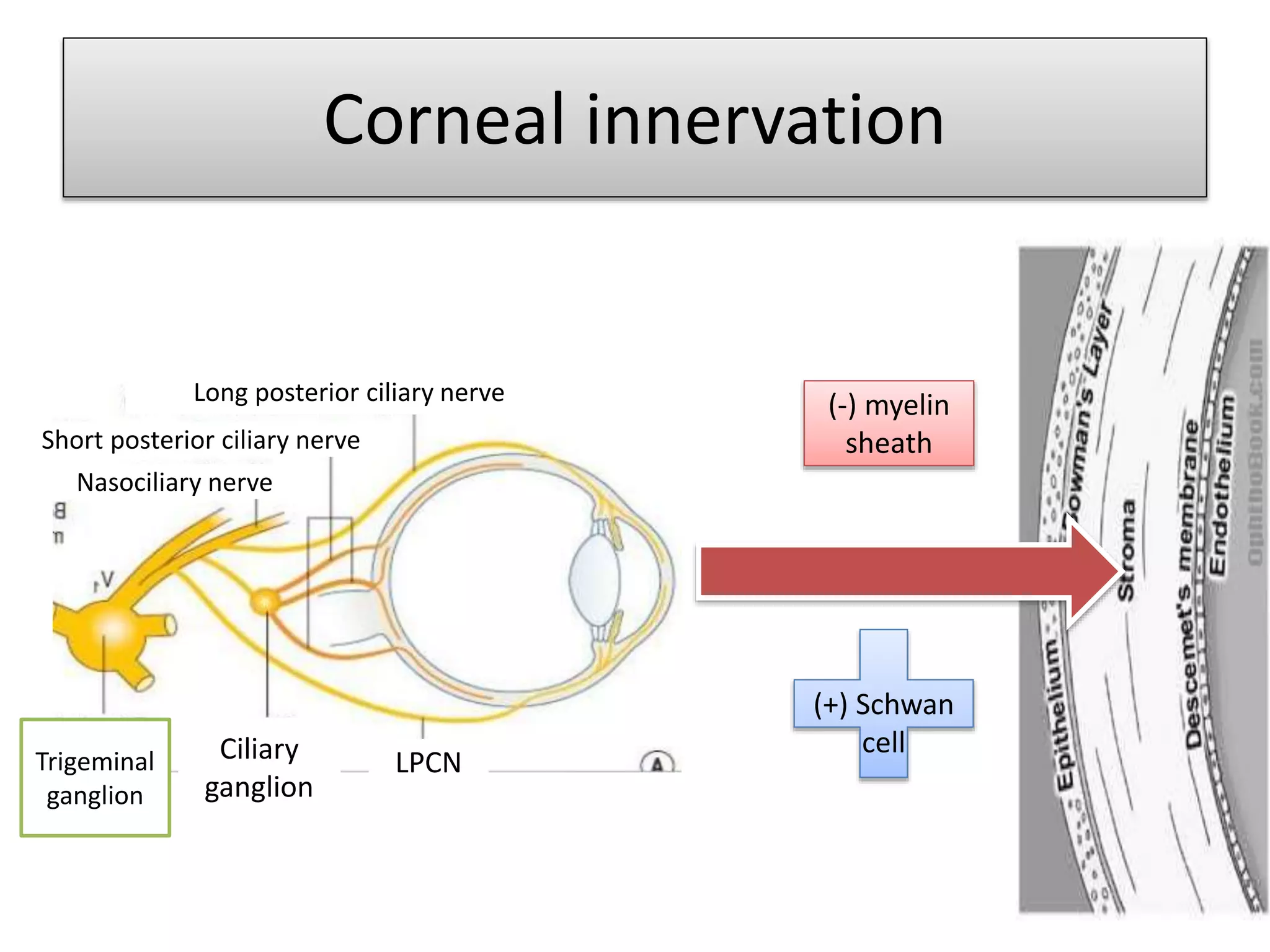 Corneal anatomy | PPTX