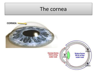 Corneal anatomy | PPTX
