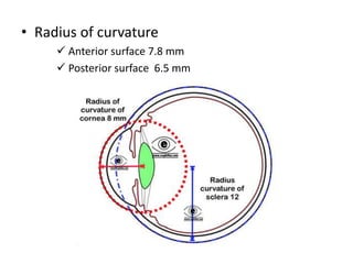Corneal anatomy | PPTX