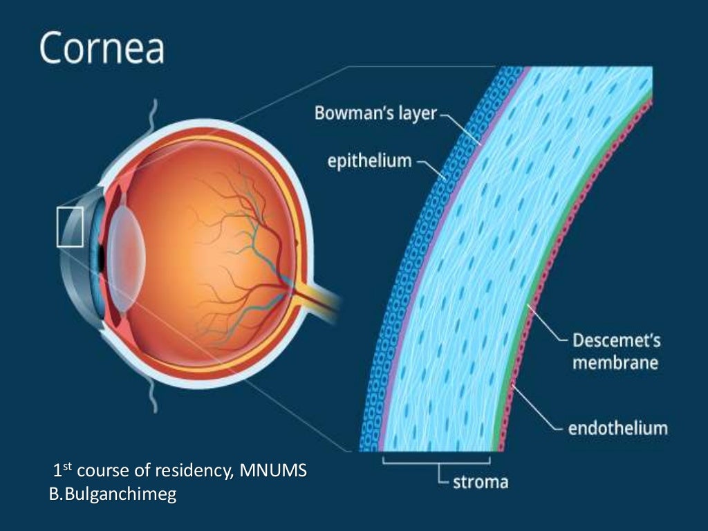 Corneal anatomy