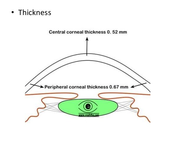 Corneal anatomy