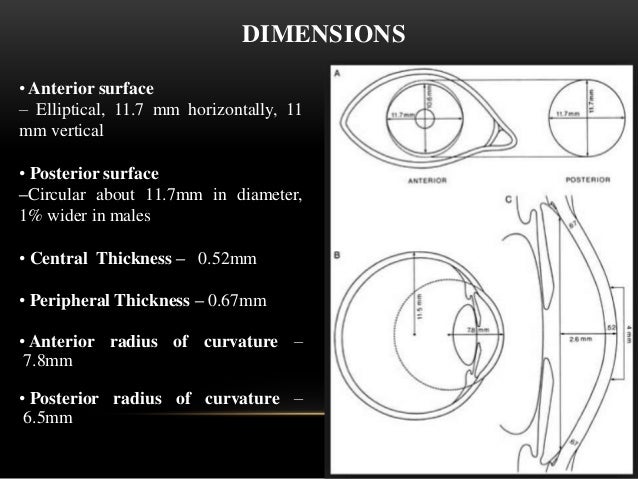 Corneal anatomy and physiology 2
