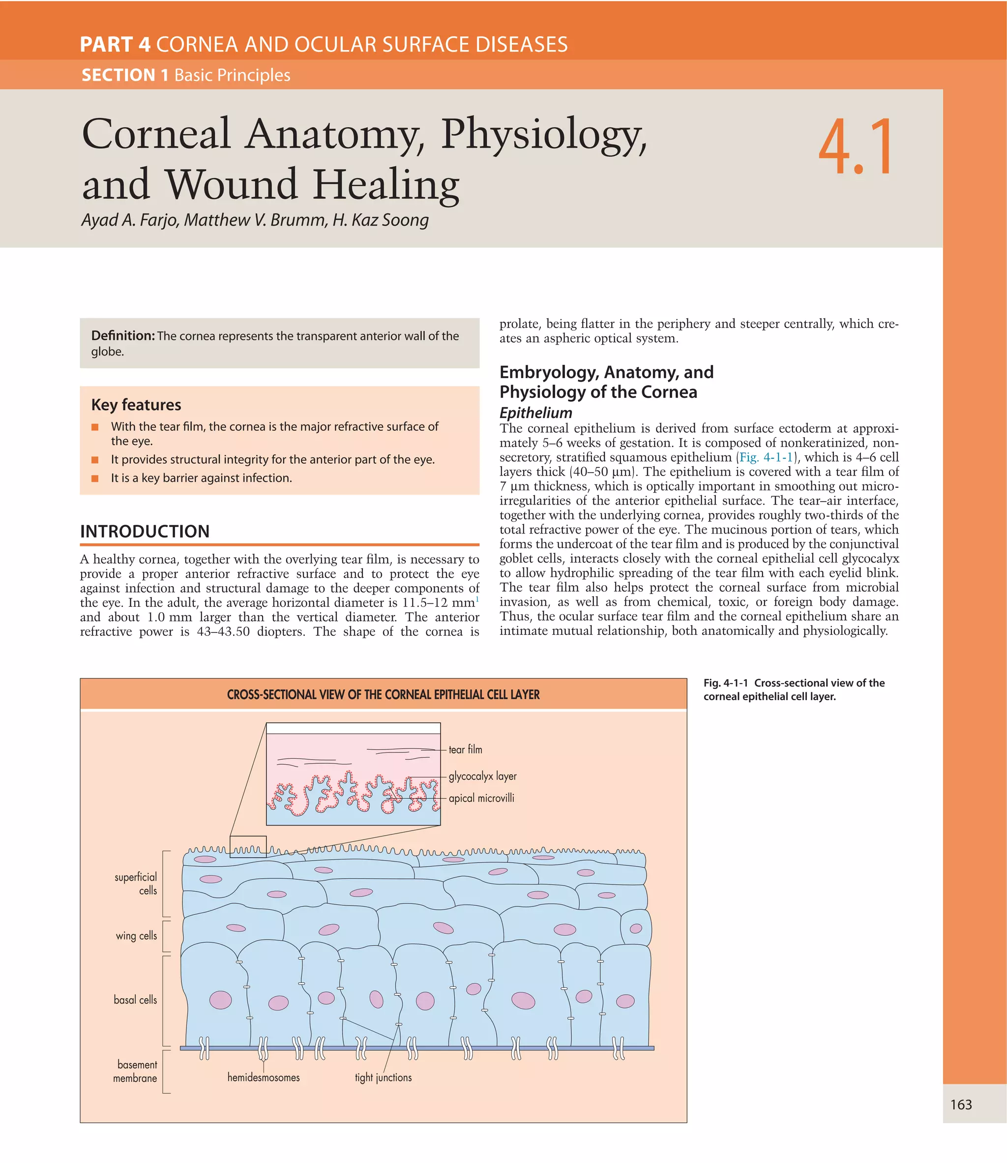 Corneal anatomy physiology and wound healing | PDF