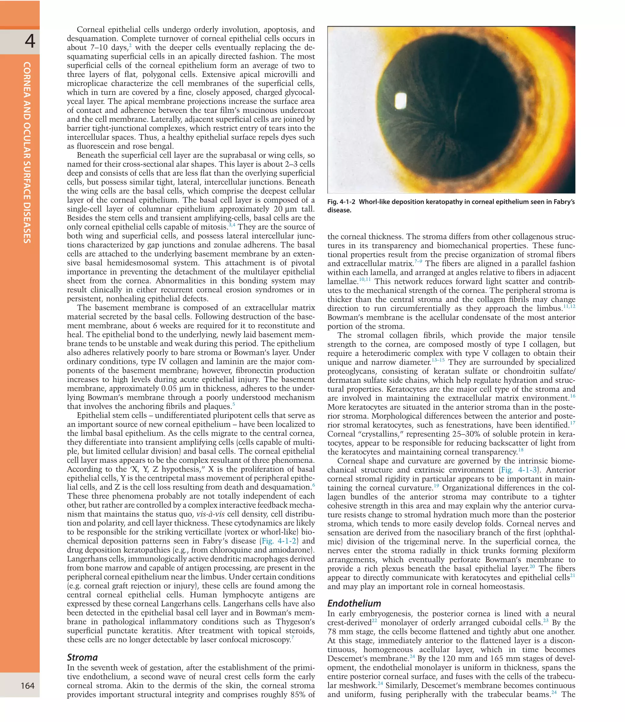 Corneal anatomy physiology and wound healing | PDF