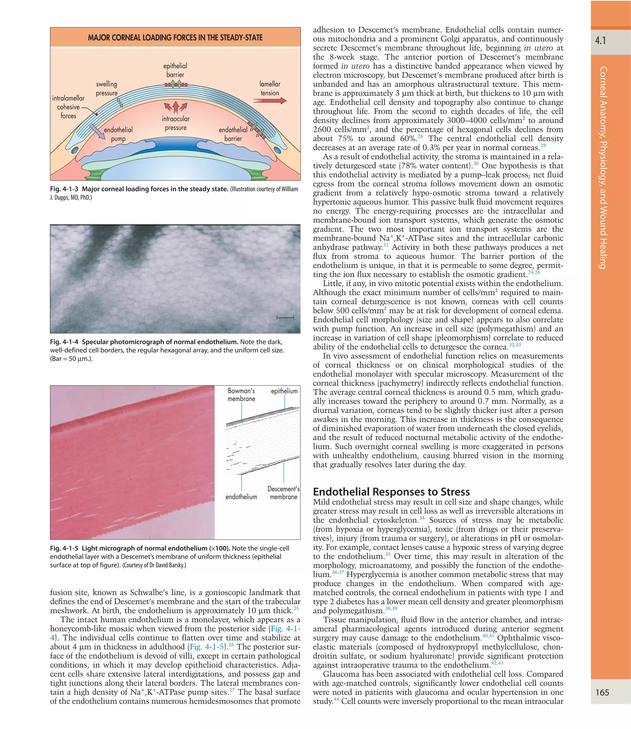 Corneal anatomy physiology and wound healing | PDF