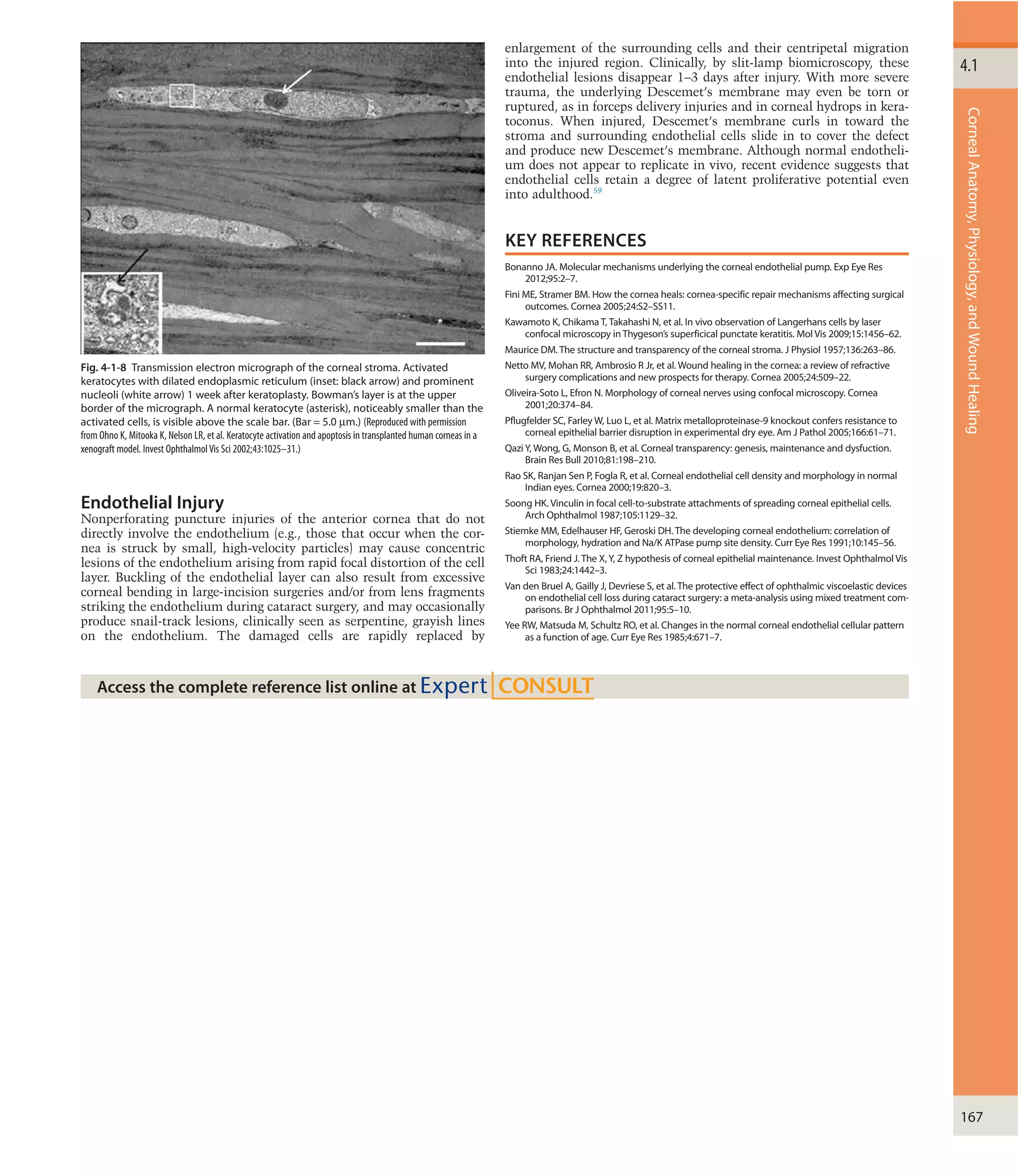Corneal anatomy physiology and wound healing | PDF