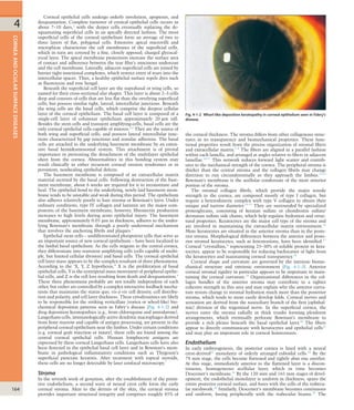 Corneal anatomy physiology and wound healing | PDF