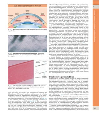 Corneal anatomy physiology and wound healing | PDF