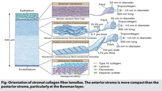 Corneal Biochemistry- Ocular Biochemistry | PDF