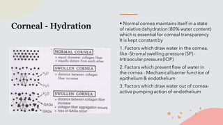 Corneal Biochemistry- Ocular Biochemistry | PDF