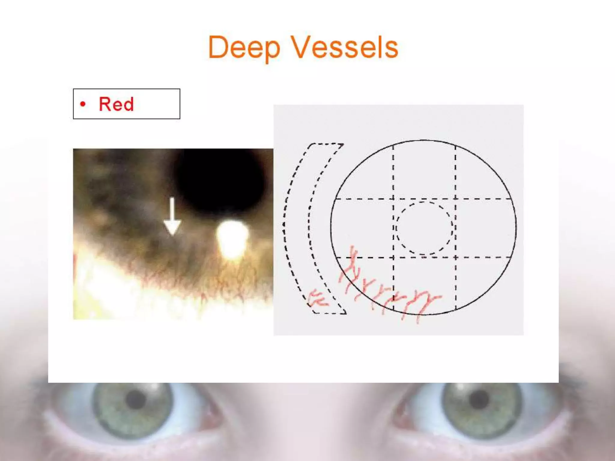 Eye colour coding | PPTX