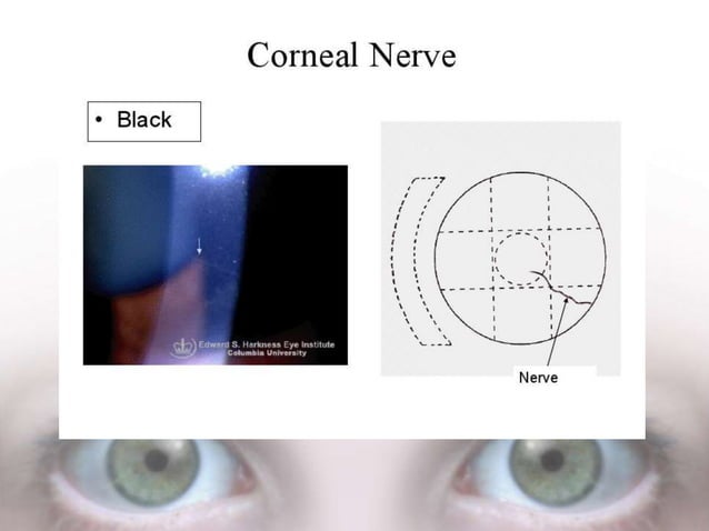 Eye colour coding | PPTX