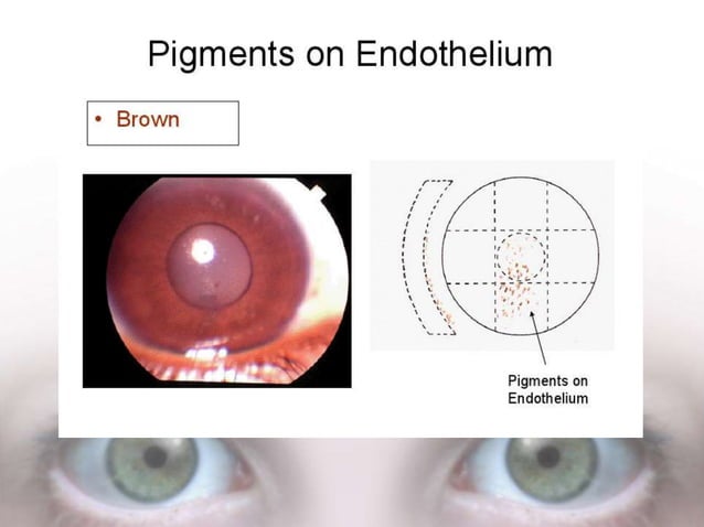 Eye colour coding | PPTX