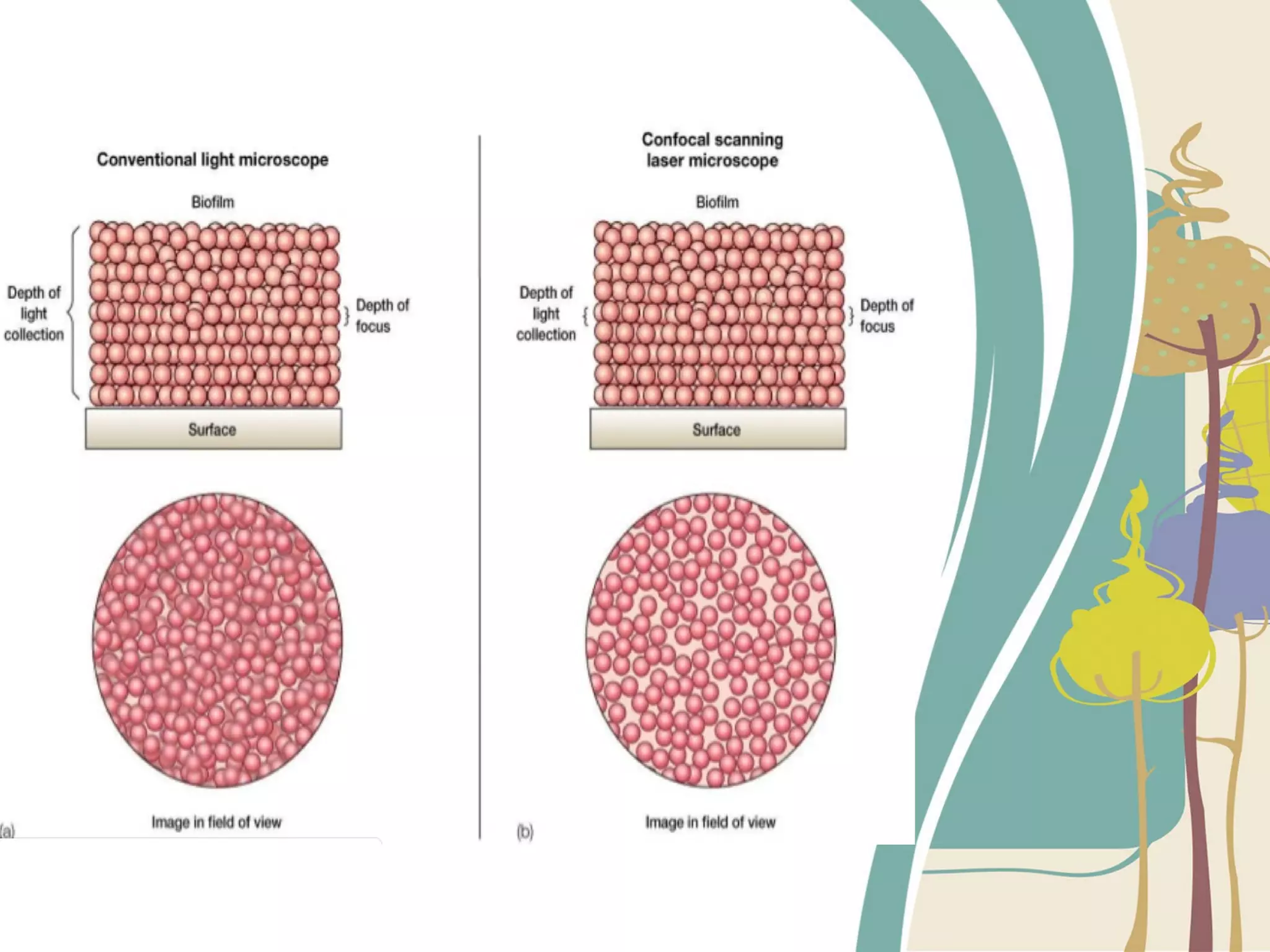 Corneal confocal microscopy | PPT