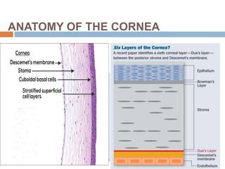 Corneal curvature and thickness | PPTX