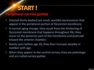 Hassall Henle Bodies