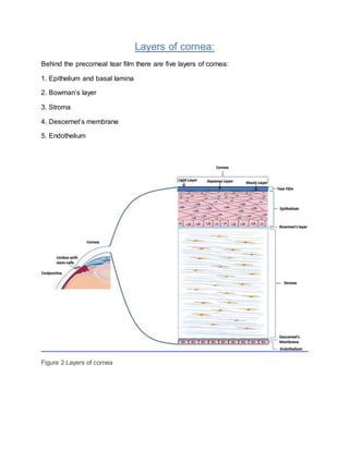 Corneal Diseases.docx