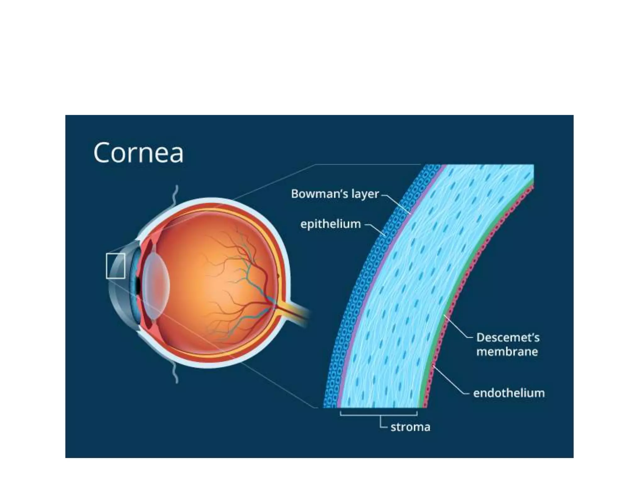 Corneal dystrophy and degeneration | PPTX