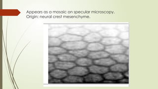 Corneal Endothelium & Applied Aspects.pptx