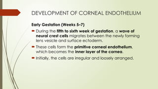 Corneal Endothelium & Applied Aspects.pptx