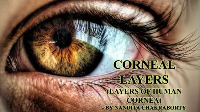 Corneal layers by Nandita Chakraborty | PPT