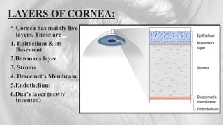 Corneal layers by Nandita Chakraborty | PPT