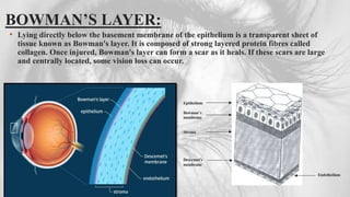 Corneal layers by Nandita Chakraborty | PPT