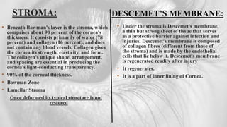 Corneal layers by Nandita Chakraborty | PPTX