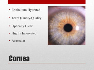 Corneal Melt | PPTX | Eye and Vision Conditions | Diseases and Conditions